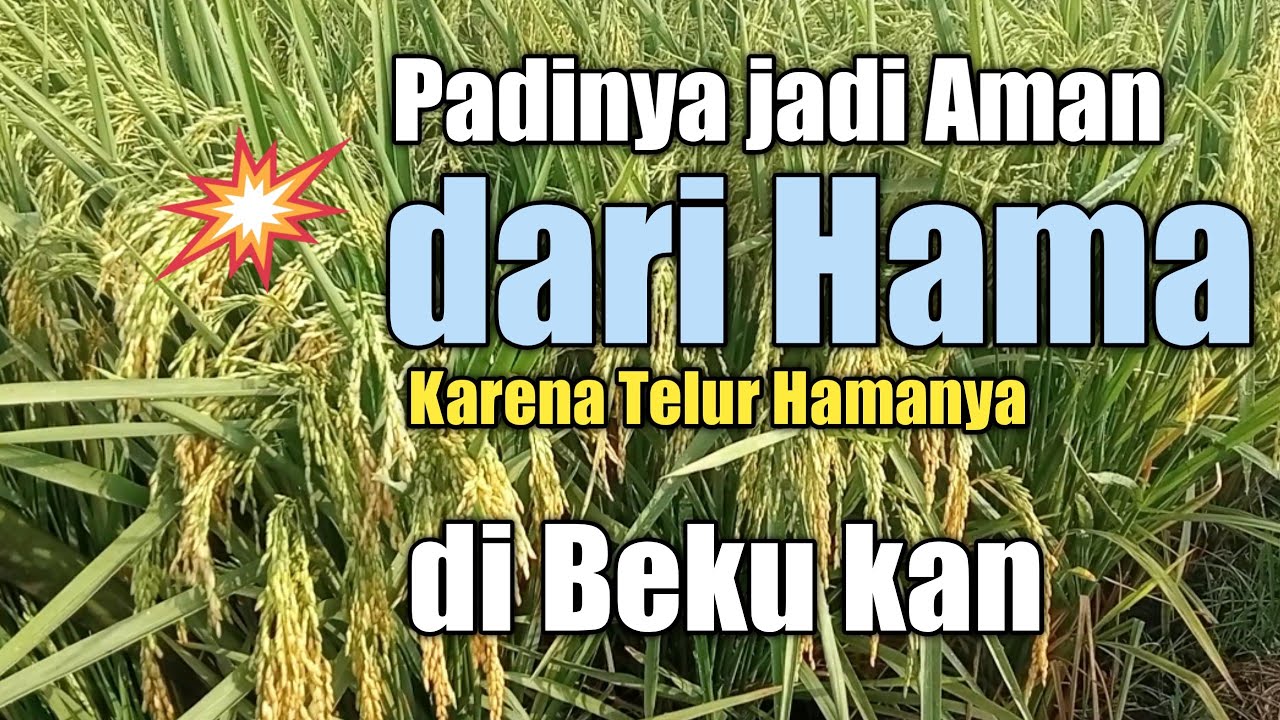 Insektisida Ini gak Bikin Capek!! Telur Hama jadi banyak yang Beku Padi ...