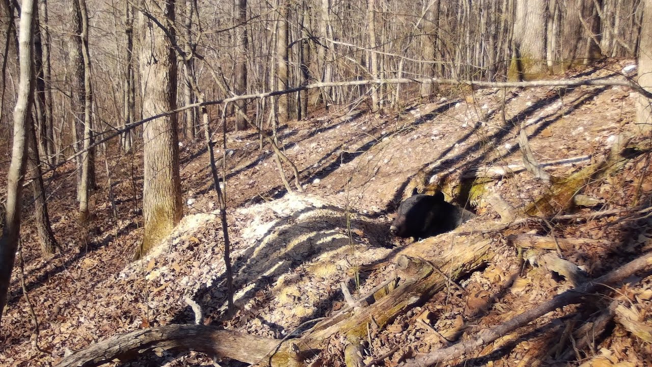Black Bear Den Footage - YouTube