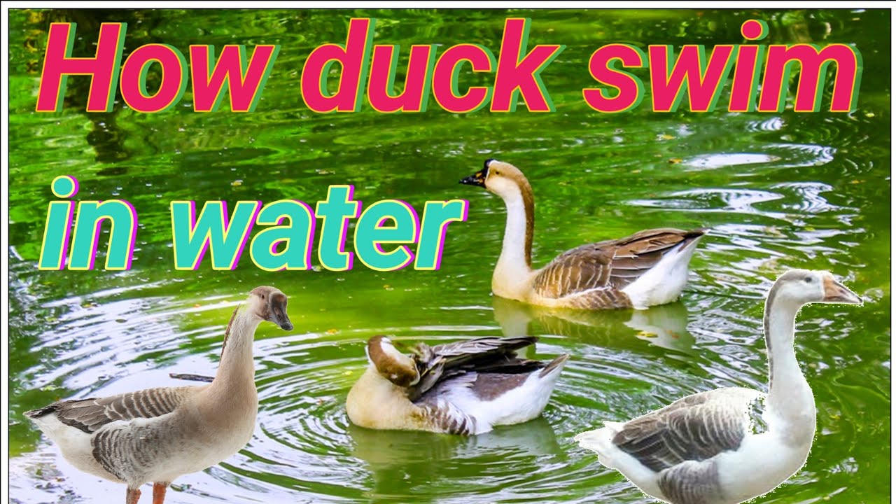 How duck swim in water/how does duck swim in water - YouTube