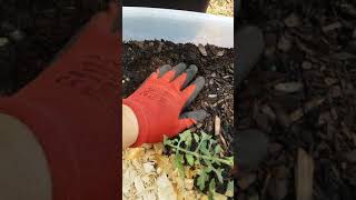 Product review: Sta-Green flower and vegetable garden soil