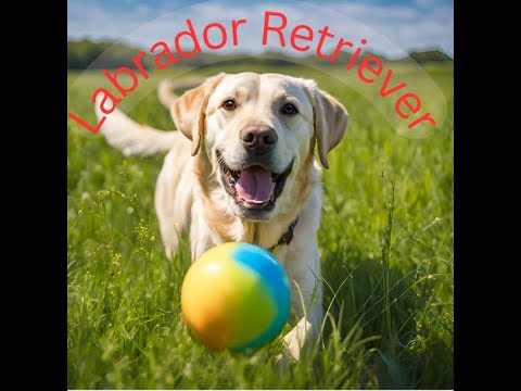 Labrador Retrievers 101 - All about one of America's most popular pets ...