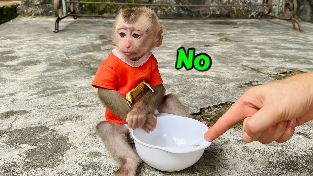 Tina the smart monkey tries everything to let her mother know that she ...