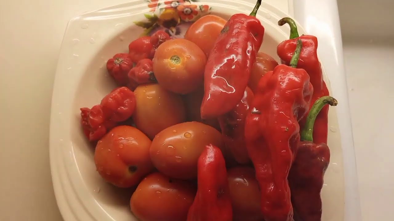 fried scumbia fish stew - YouTube