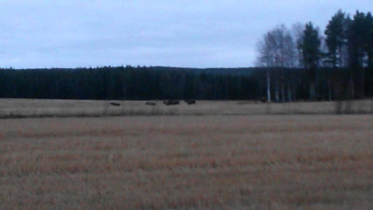 Moose train - YouTube