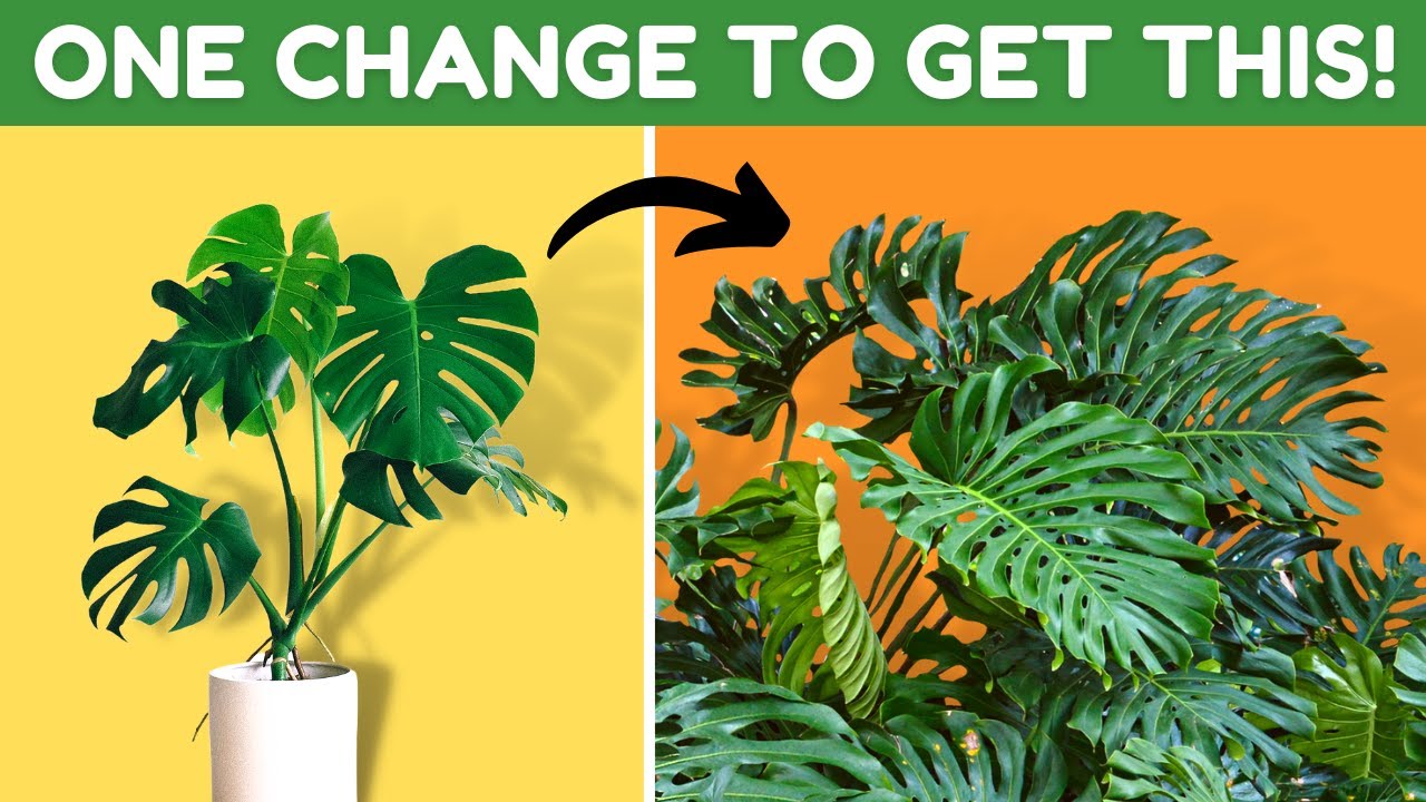 10 Genius Hacks Plant Experts Use For Healthy Plants - YouTube