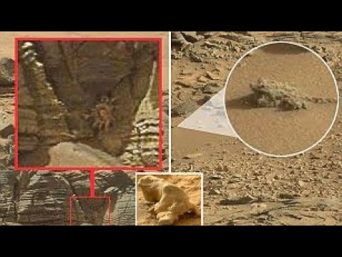 Animals on mars | Nasa's Mars Perseverance Rover Sends Fascinating ...