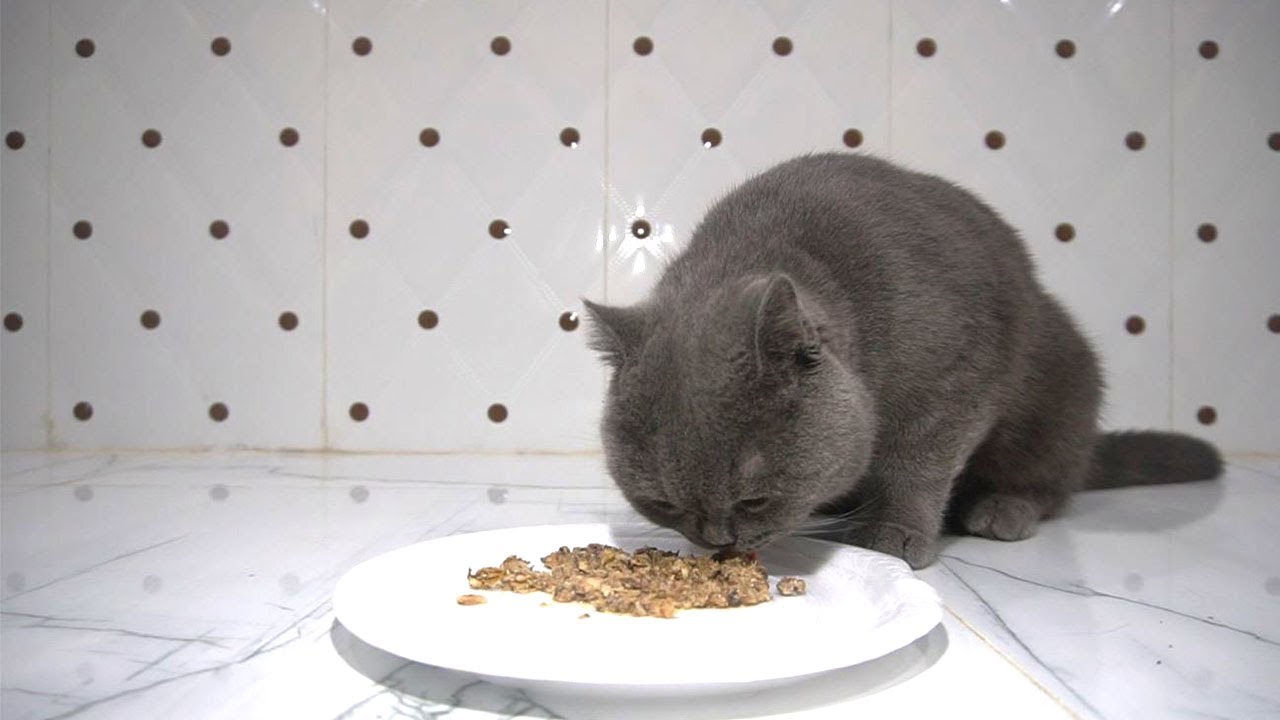 Cat Eating Dinner - YouTube