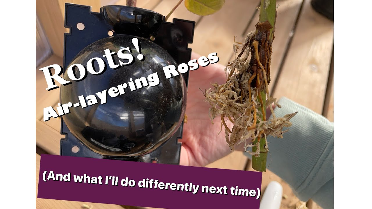 Rose Propagation using Air-layering Method: Roots! and what I’ll do ...
