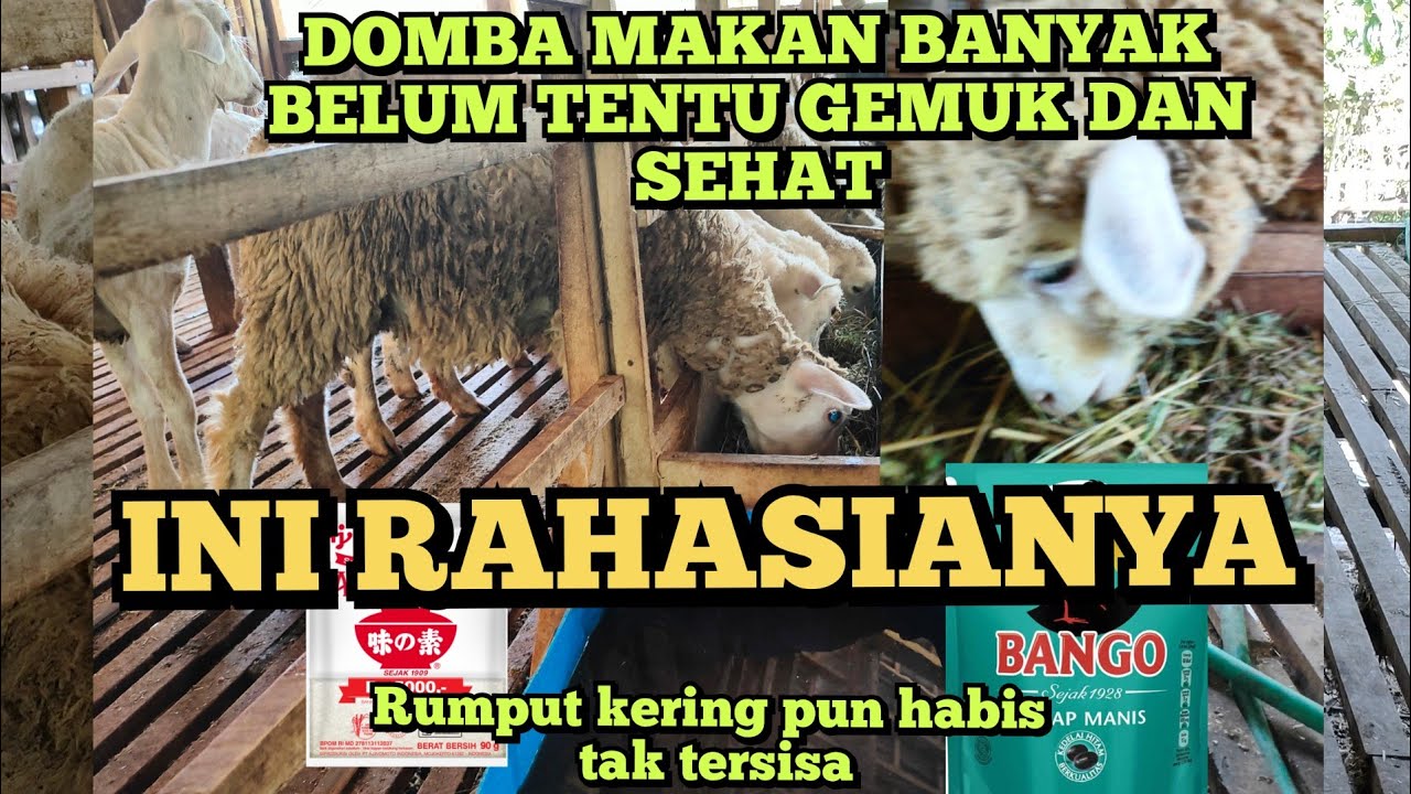 AFE Farm || Domba makan banyak belum tentu bisa gemuk dan sehat - YouTube