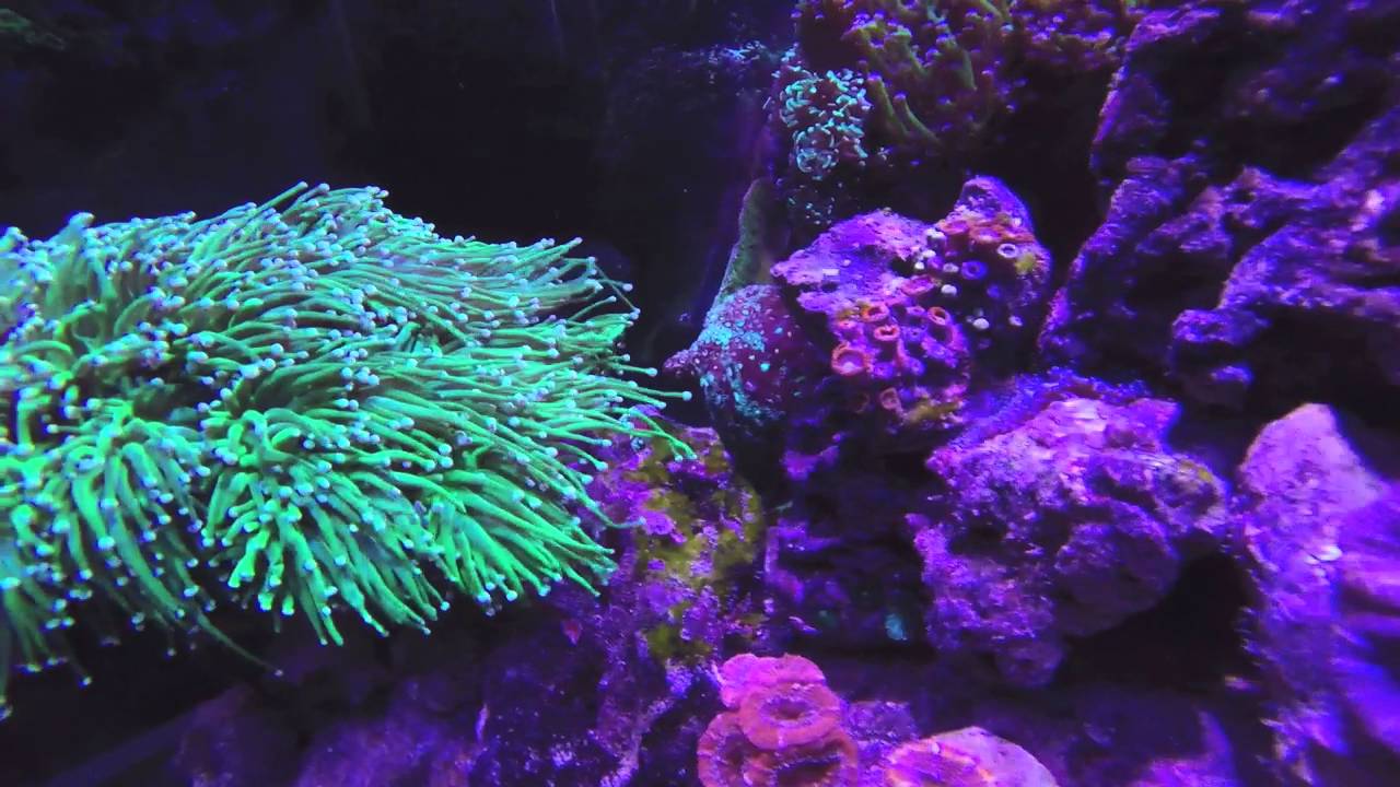 DI REEF - YouTube