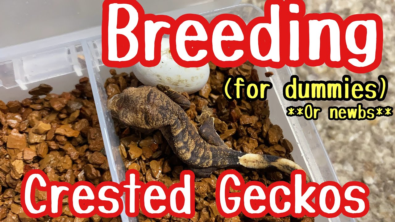 Breeding CRESTED GECKOS for BEGINNERS (or dummies) - YouTube