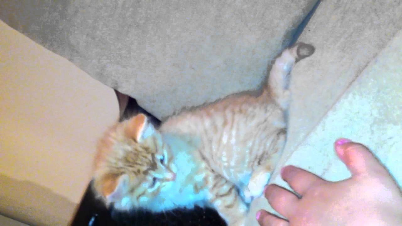 Kitten Fighting Evil Hand "Adorable" - YouTube
