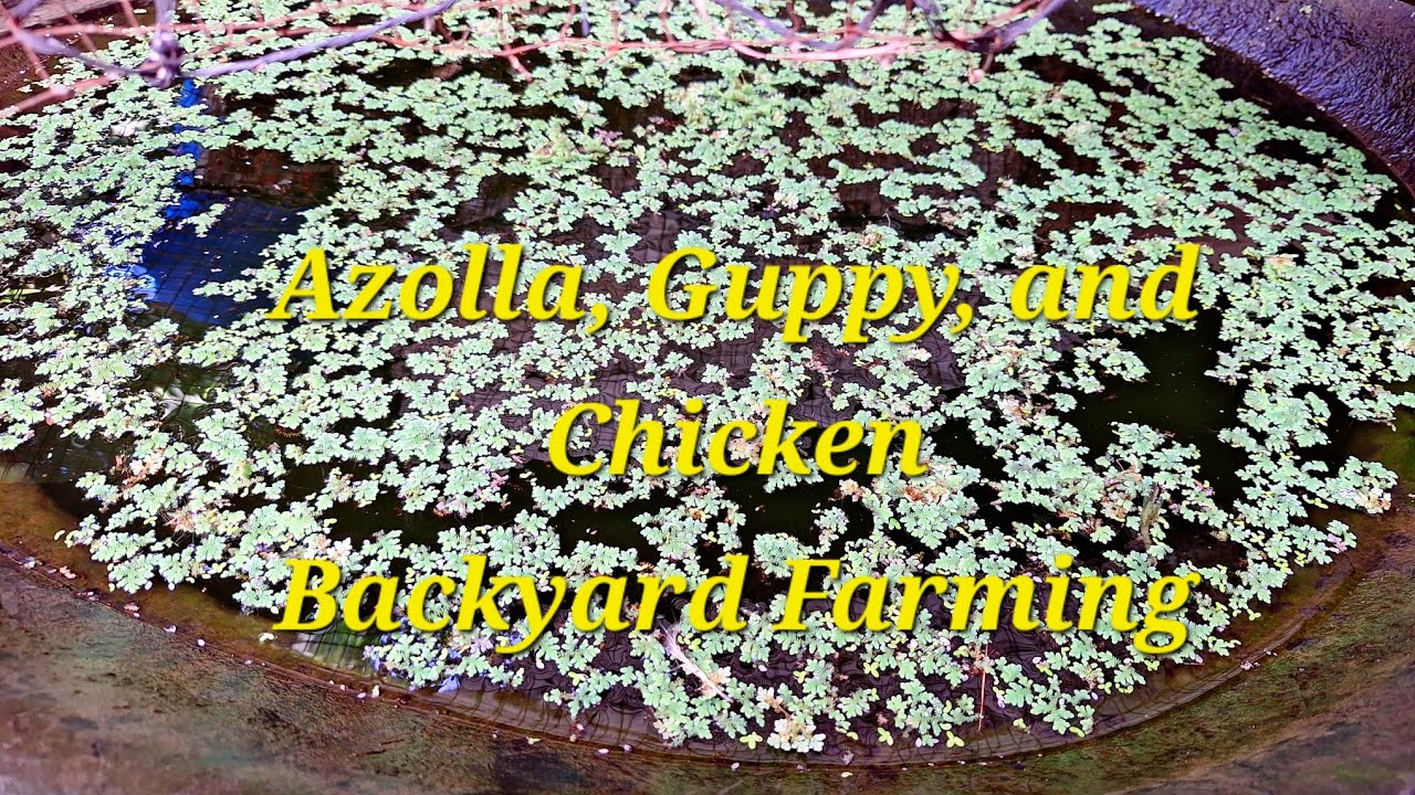 Azolla, Guppy, and Chicken Backyard Farming - YouTube