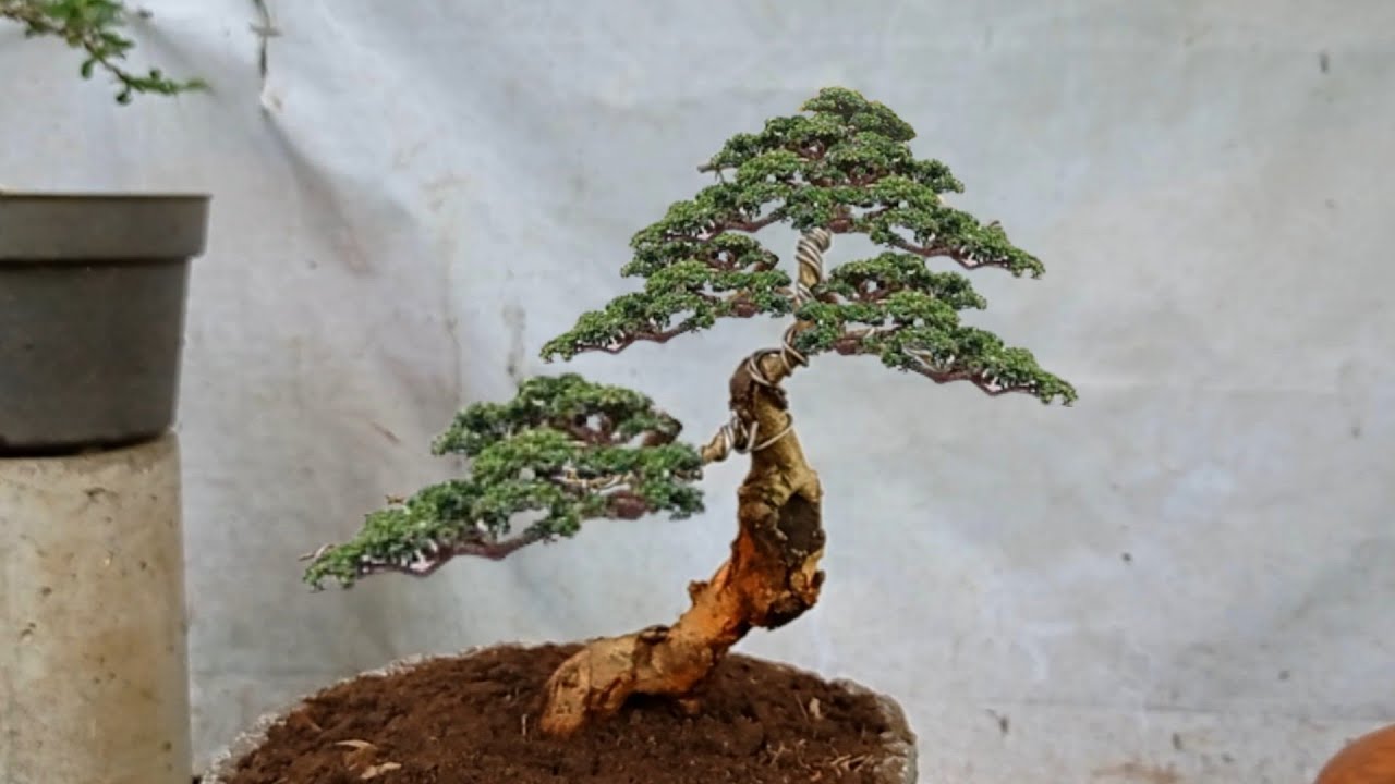bonsai batang emas langka di alam pantas saja banyak diincar pembonsai ...
