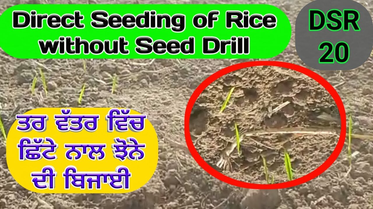 DIRECT SEEDING OF RICE WITH SEED SPREADING METHOD (ਝੋਨੇ ਦੀ ਛਿੱਟਾ ਦੇ ਕੇ ...