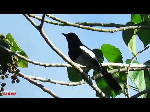 #VLOG: PHILIPPINE MAGPIE ROBIN SINGING - YouTube