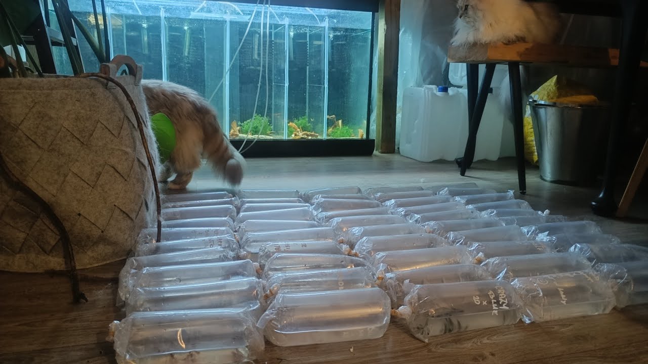 #3 Unboxing Shrimp parcel by 4di Shrimps GB inexpensive Shrimp stock ...