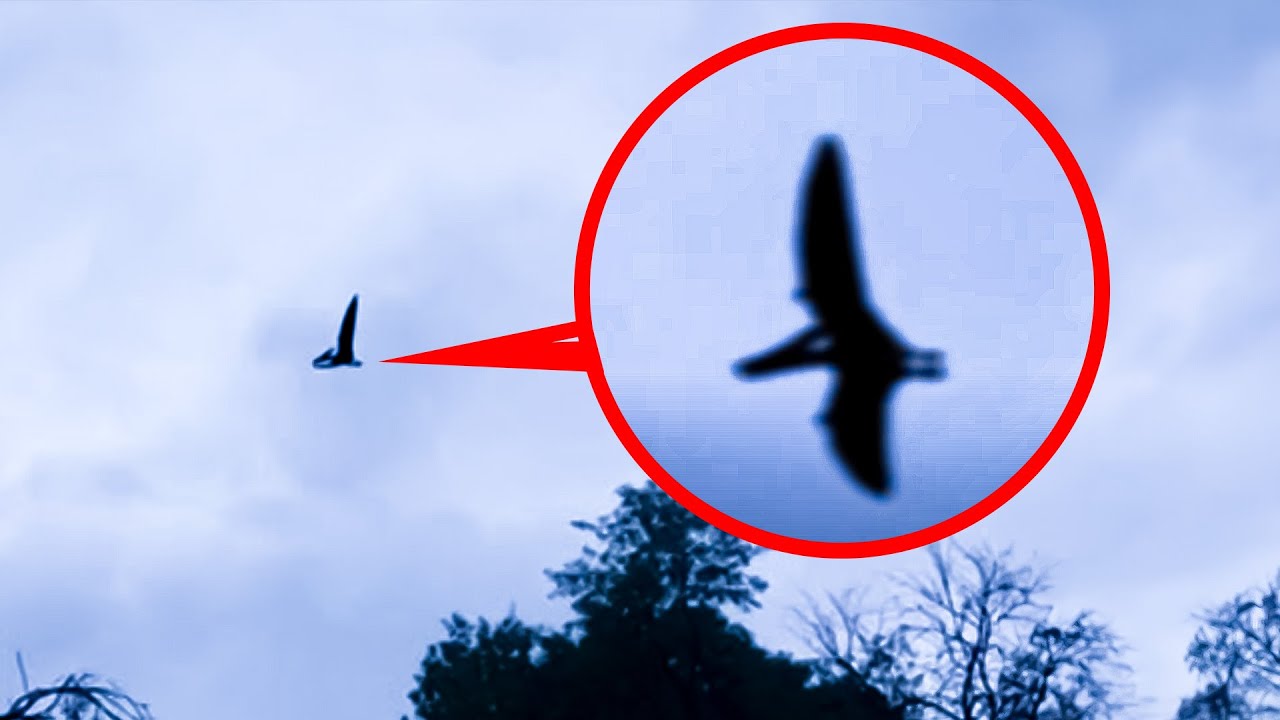 10 Dinosaurs & Mysterious Creatures Caught On Camera That Will Horrify ...