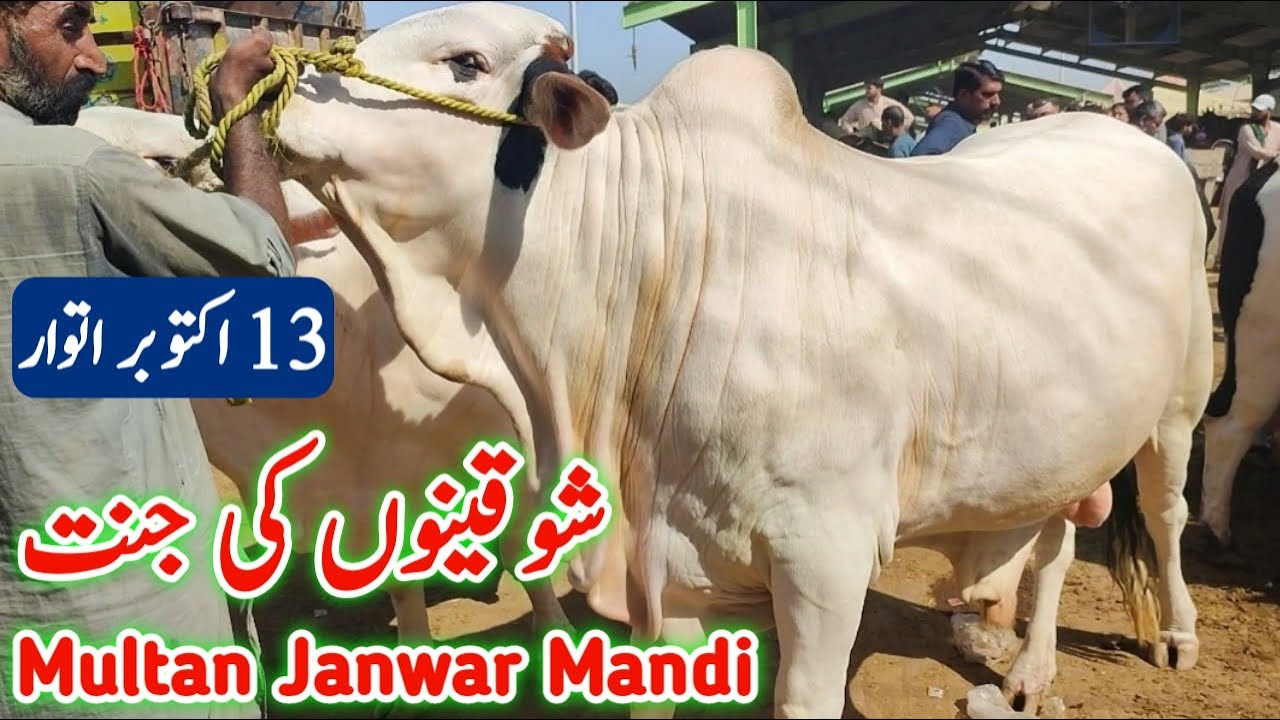 13th October Sunday Multan Janwar Mandi Latest Update @mandiinfo - YouTube
