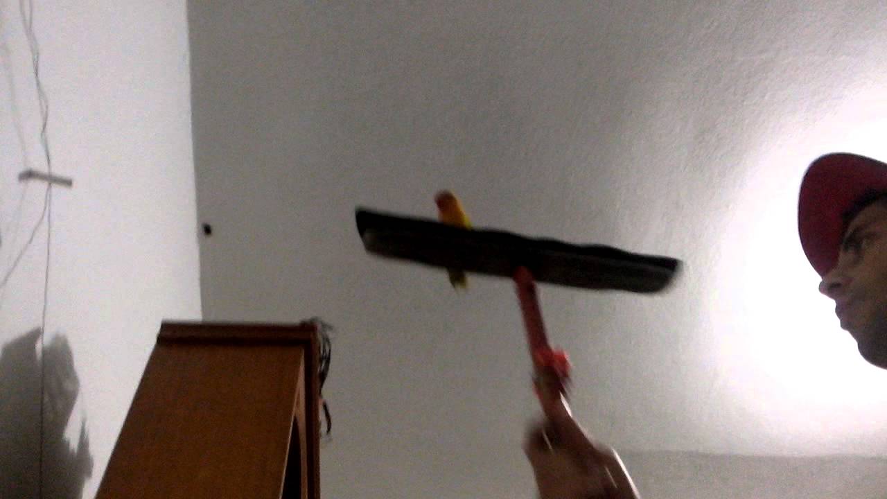 Agapornis Adestrado Descida de Vôo Incrivel - YouTube
