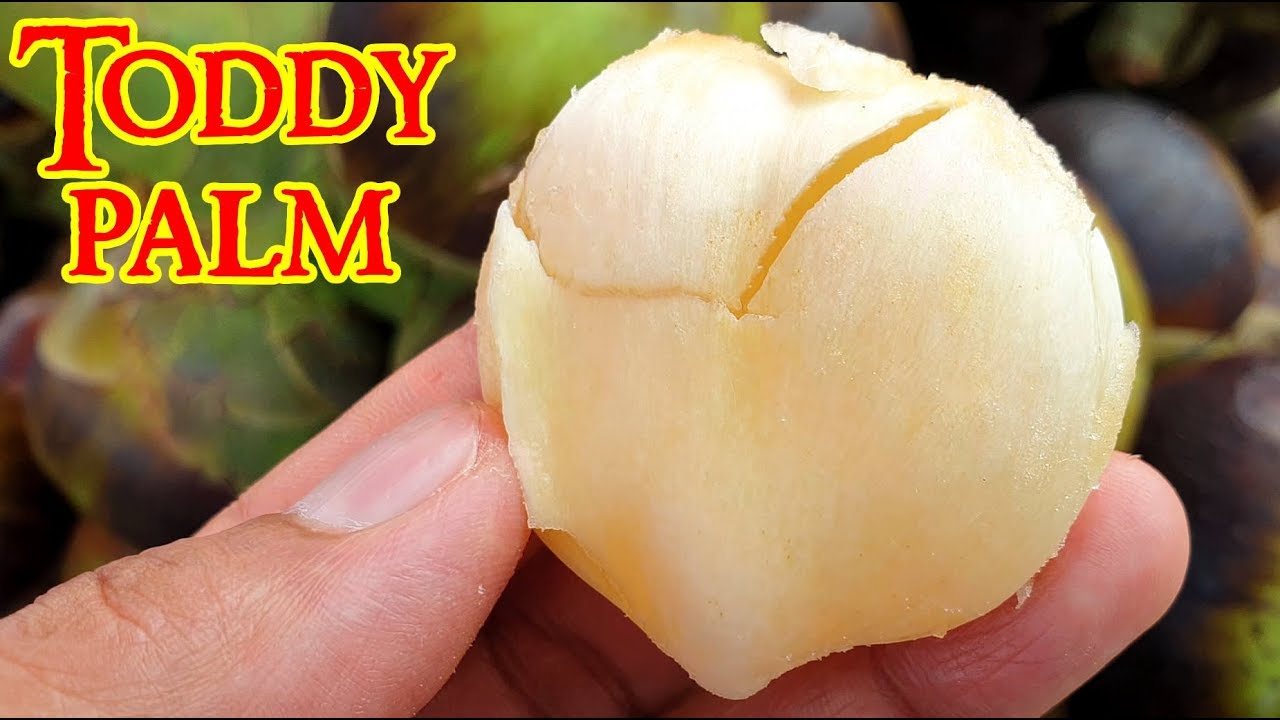 Fresh Toddy palm fruit is sold in the street food Amazing Tender Palm ...