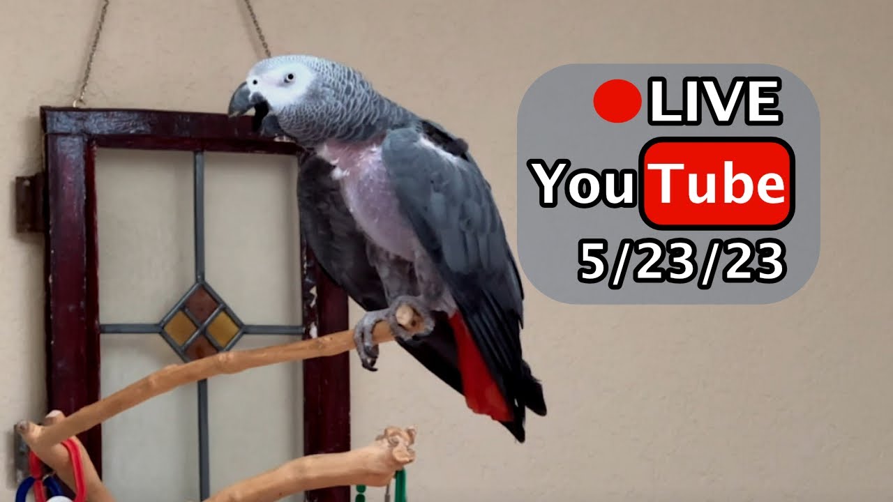 Einstein Parrot FB Live Replay 5/23/23 - YouTube