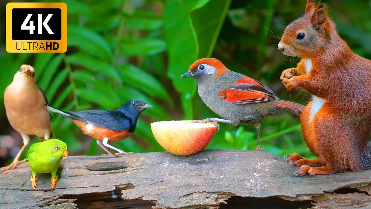 4K Bird TV for Cats 🐤📺 Hours of Fun Watching Wild Birds in the Garden 🌼 ...