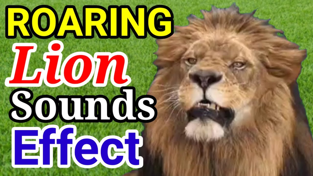 ROARING LION , SOUNDS EFFECT. Best Lion Roar Sounds Effect 2022 . - YouTube
