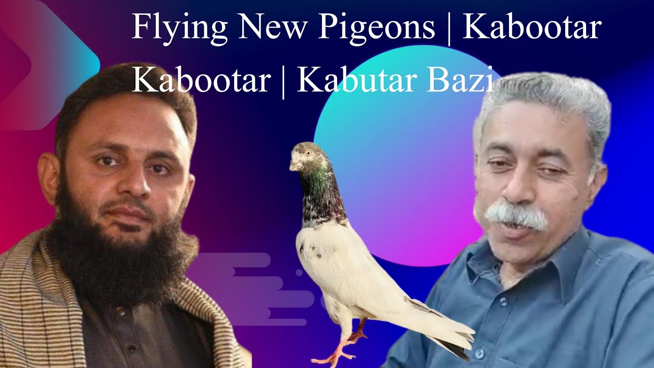 Flying New Pigeons | Kabootar Kabootar | Kabutar Bazi - YouTube