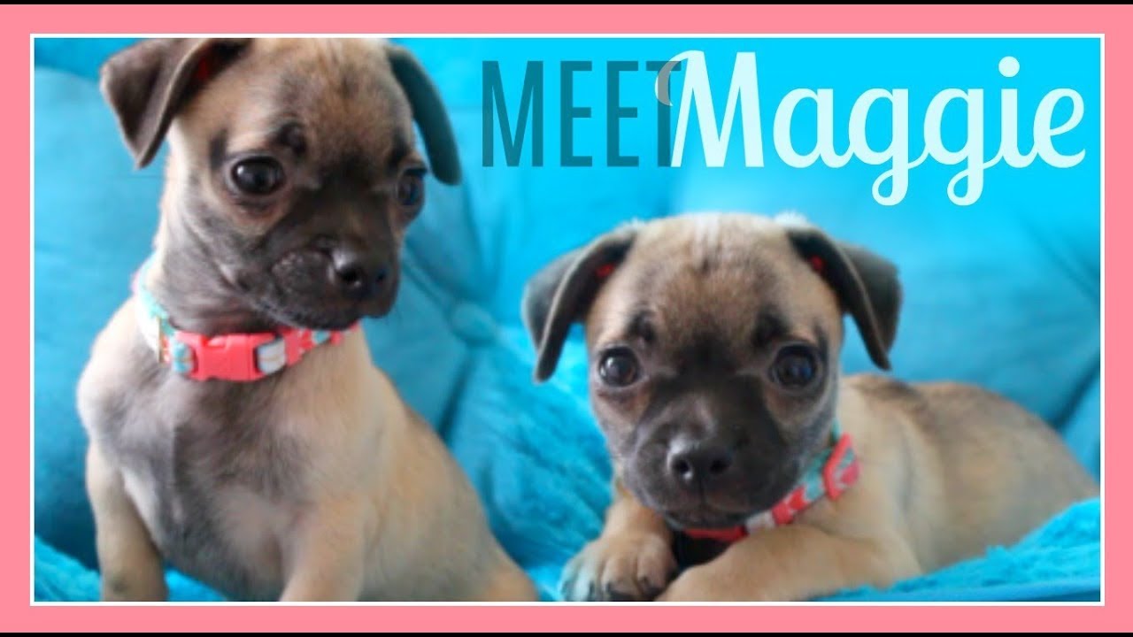 Our New Puppy! | Riley Meow - YouTube