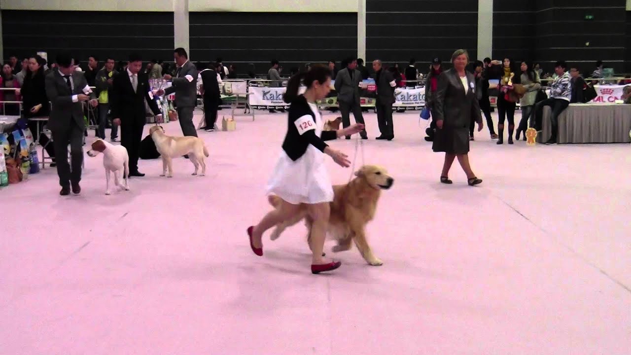 The 193rd All Breed Championship Dog Show Best Of Gundog Group - YouTube
