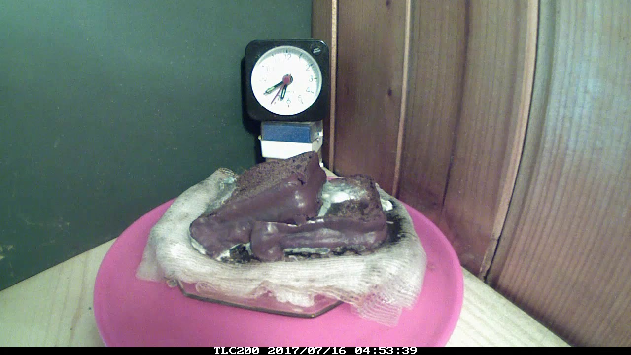 Decomposition of the Chocolate Cake - time lapse (ciasto czekoladowe ...