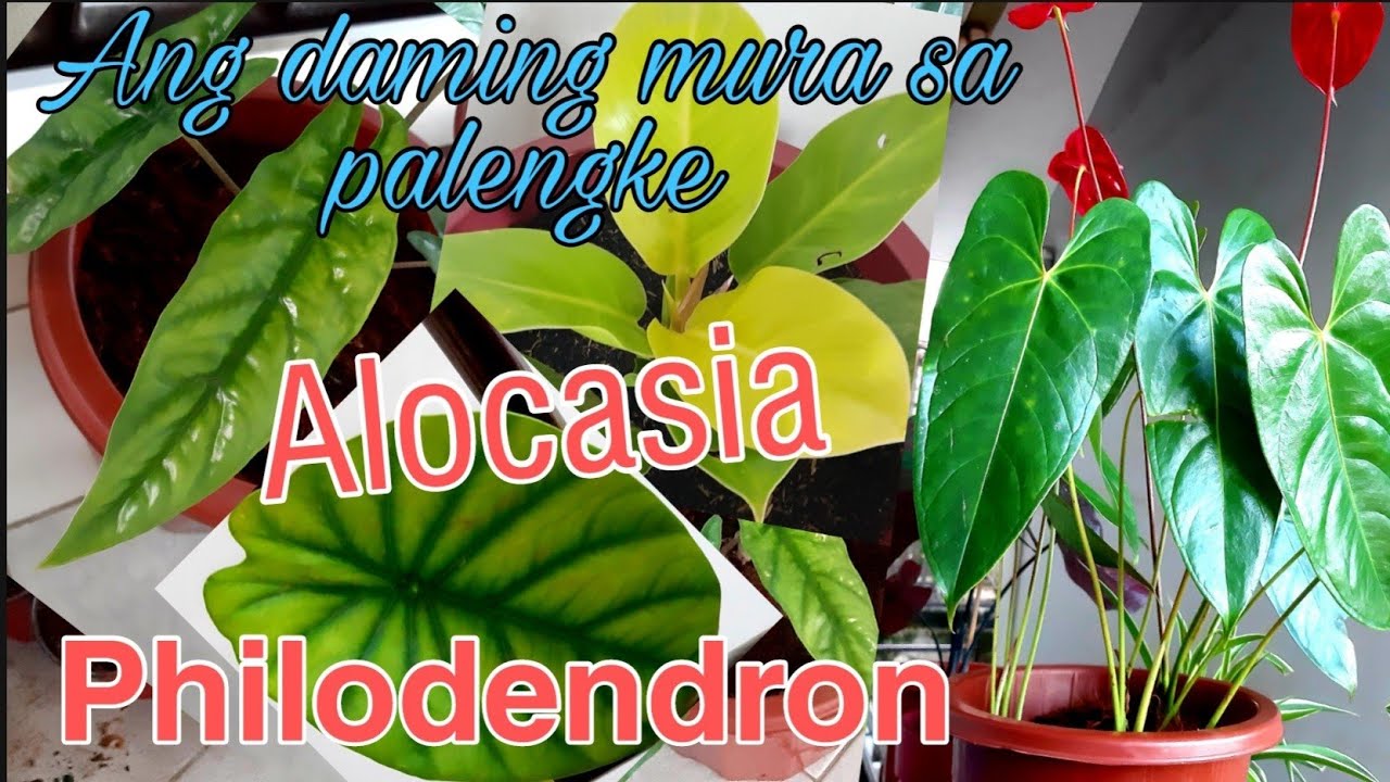 Murang Halaman Sa Calinan Davao| Dodong Bisdak - YouTube