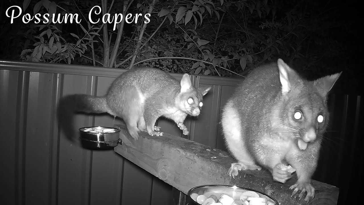 Male Possum Sneaks Up Behind Female Possum - YouTube