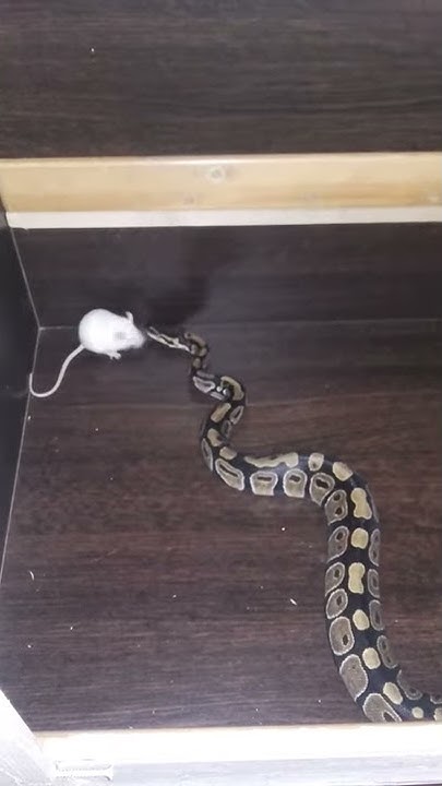 Nourisage de mon python au vivant - YouTube