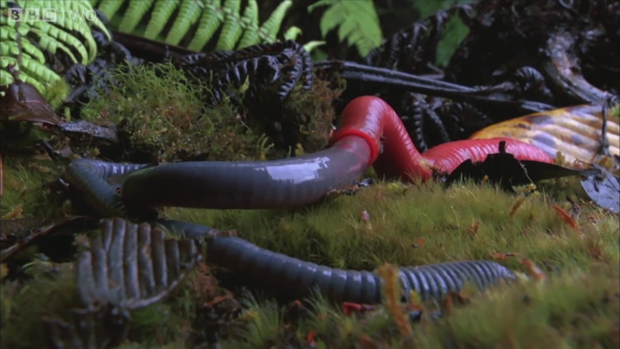 Giant Leech vs Giant Earthworm - YouTube
