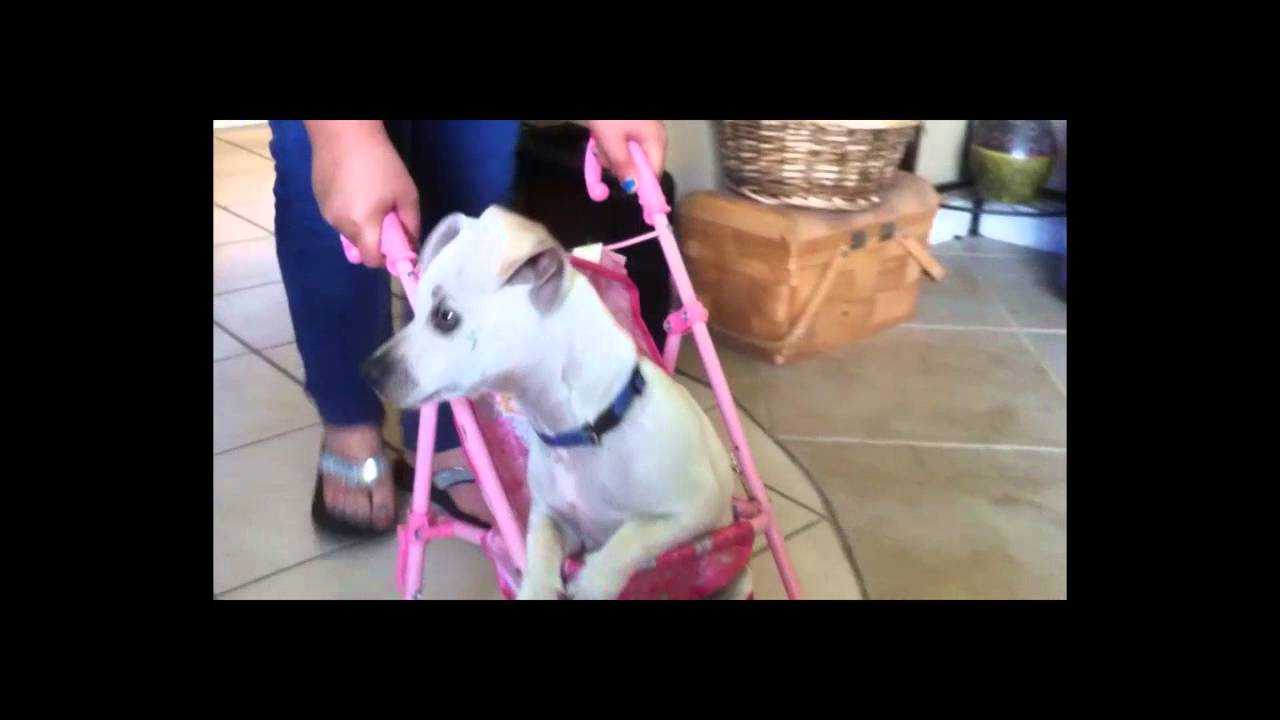 Tommy el perro mimado. - YouTube