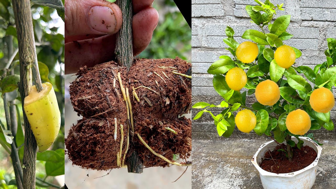 Ripe yellow lemons, lemon tree grafted with bananas, Orchard - YouTube