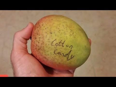 Cotton Candy Mango - YouTube
