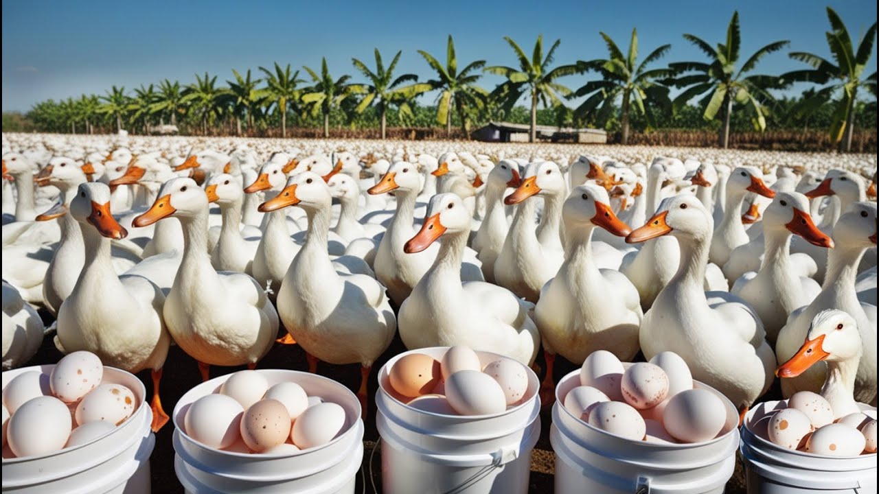 Full Video 175 Days Of Free Range Duck Farming - Raising Millions Of ...