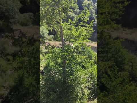 Fabrizia - Fiume Allaro (2)