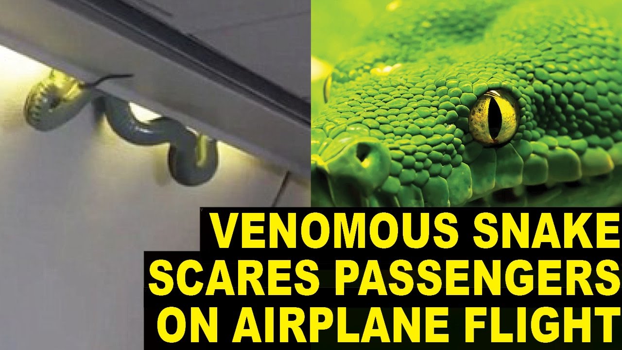 3-Foot-Long VENOMOUS Snake Slithers Out of Overhead Compartment on ...