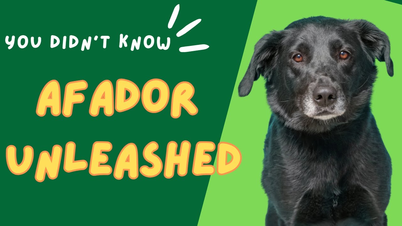 Afador Unleashed: Exploring the Mesmerizing Blend of Afghan Hound and ...