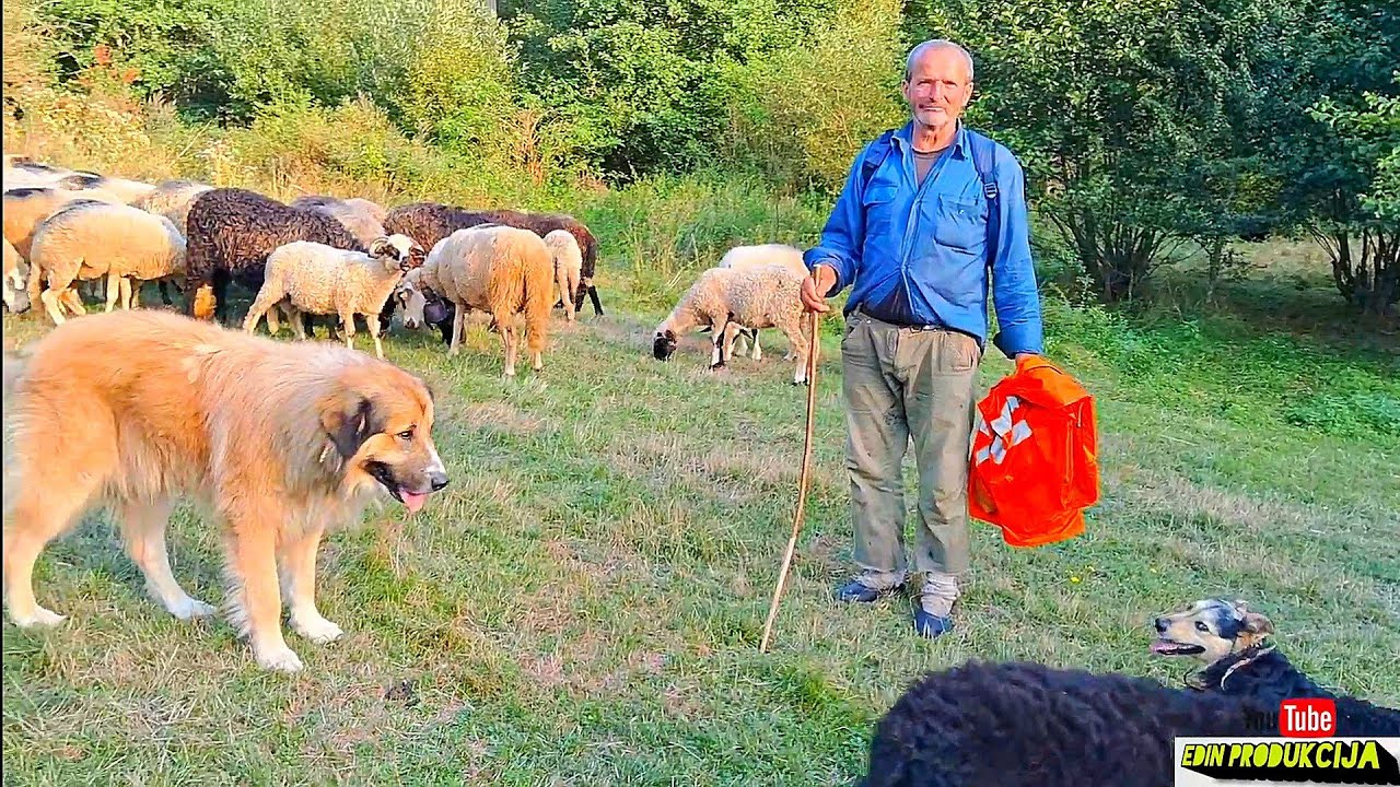 Meho nomad oženio sam se sa 16 god danas imam 100km penzije i ovo stado ...