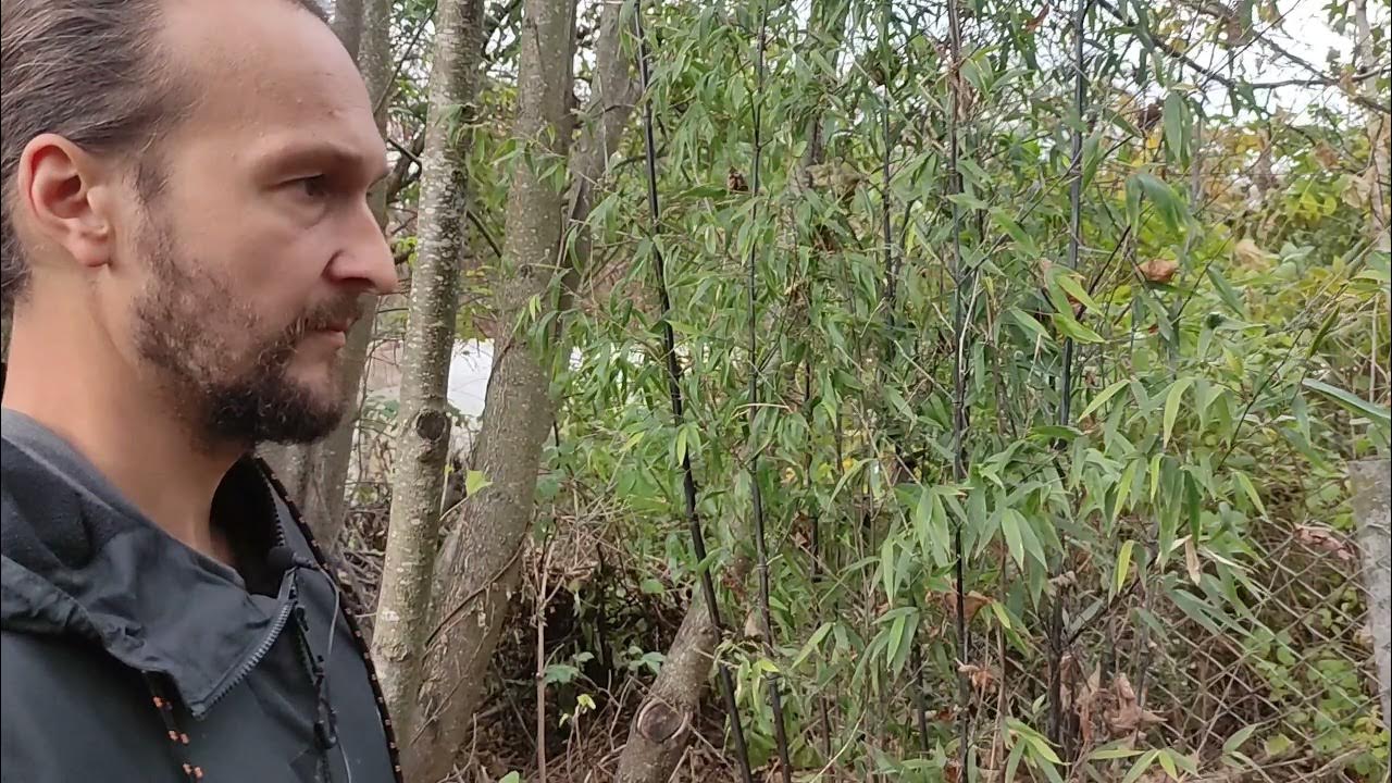 Мегазлаки - YouTube