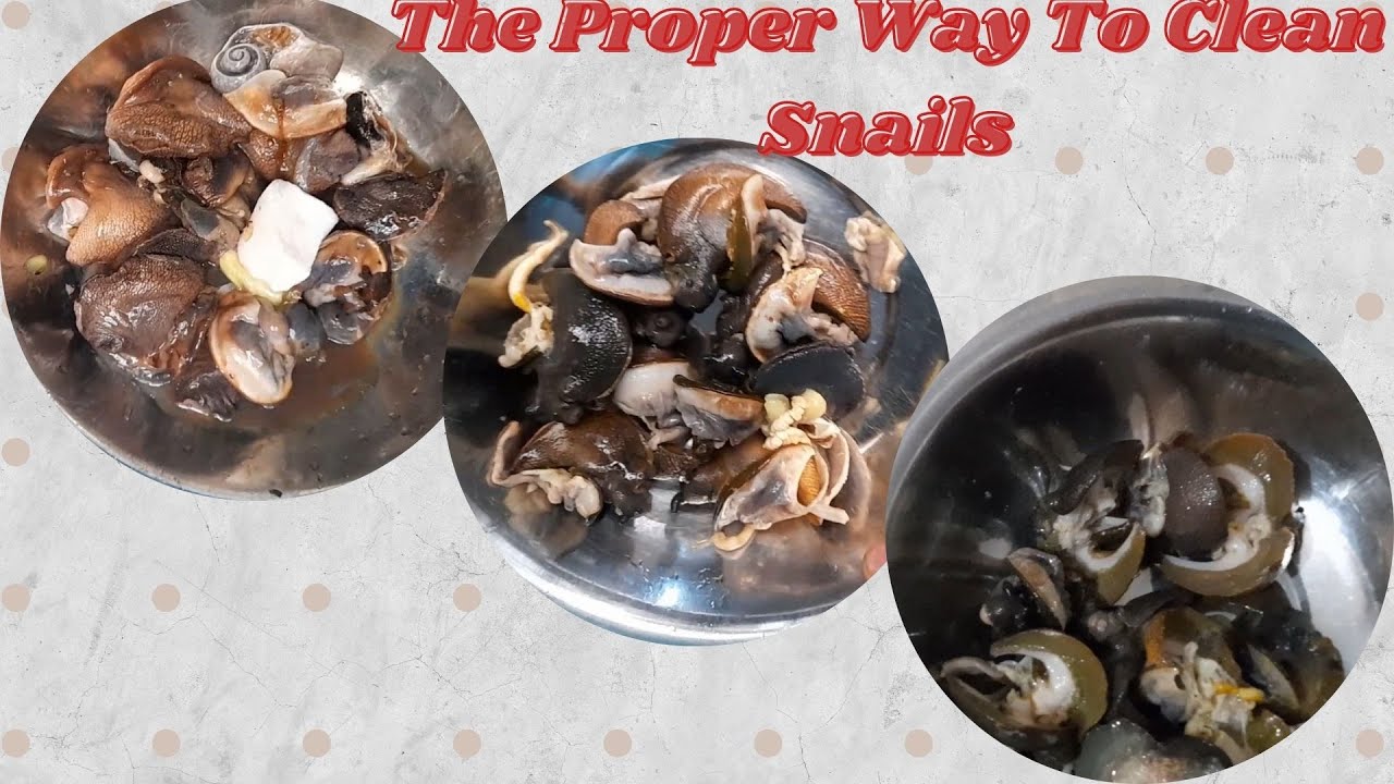 HOW TO CLEAN SNAILS 🐌 PROPERLY: A DETAILED VIDEO: A MUST WATCH - YouTube