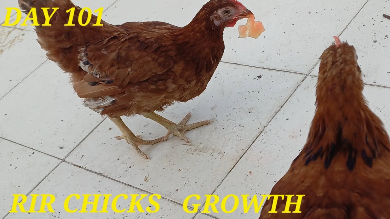 Rir Chicks Growth Day 101 | Very Active - YouTube