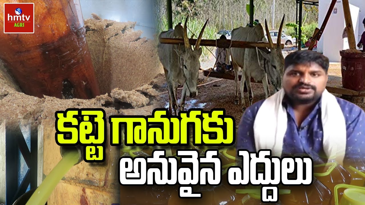 కట్టె గానుగకు అనువైన ఎద్దులు | Wood Pressing Oil | Ganuga Nune | hmtv ...