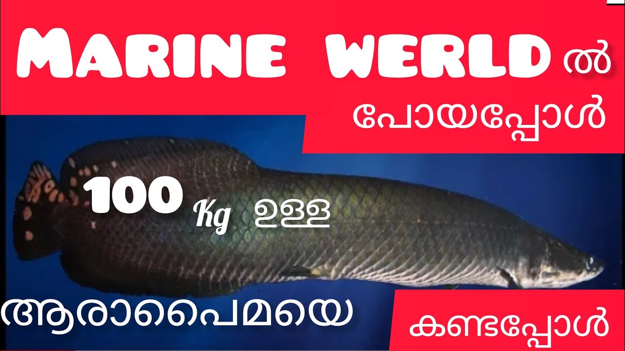we marine world ചാവക്കാട് 😍 - YouTube