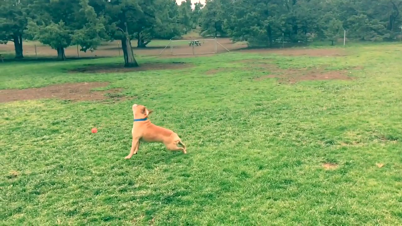 English bulldog fetch fail - YouTube